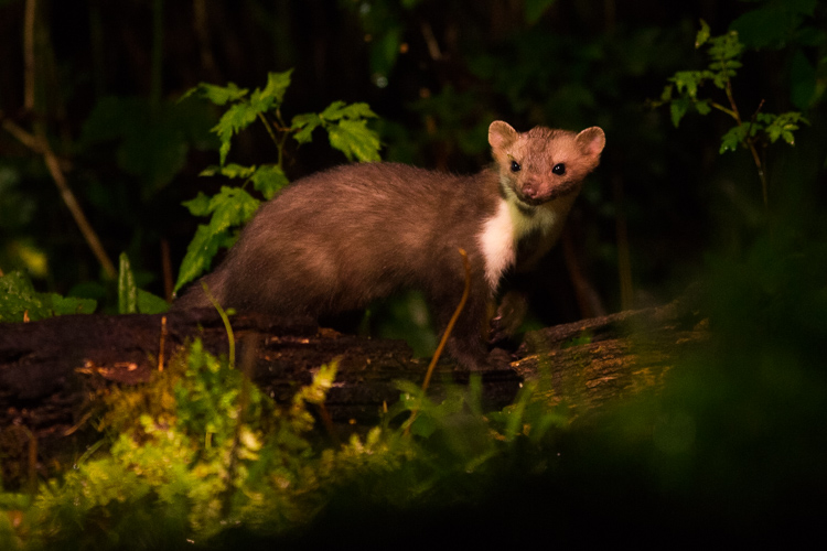 Fotohutten natuurfotografie